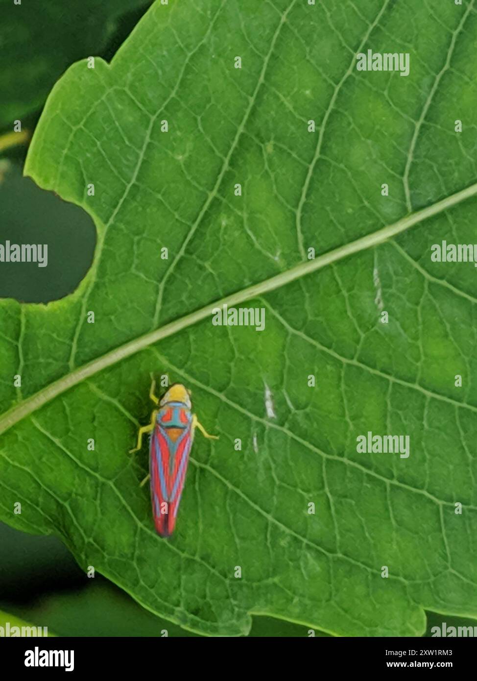 Red-banded Leafhopper (Graphocephala coccinea) Insecta Stock Photo - Alamy