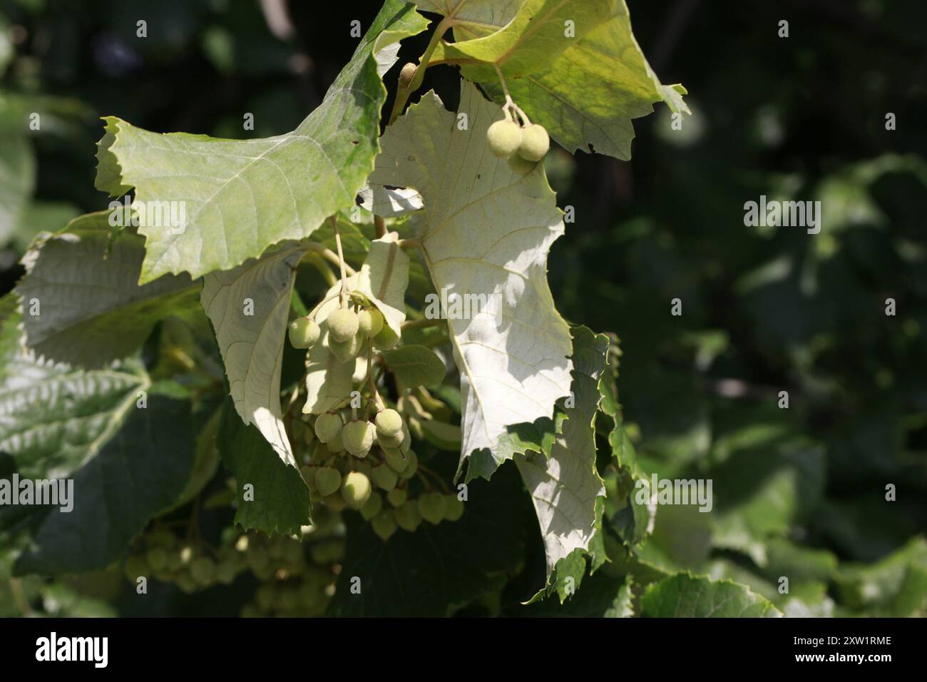 Silver Lime (Tilia tomentosa) Plantae Stock Photo - Alamy