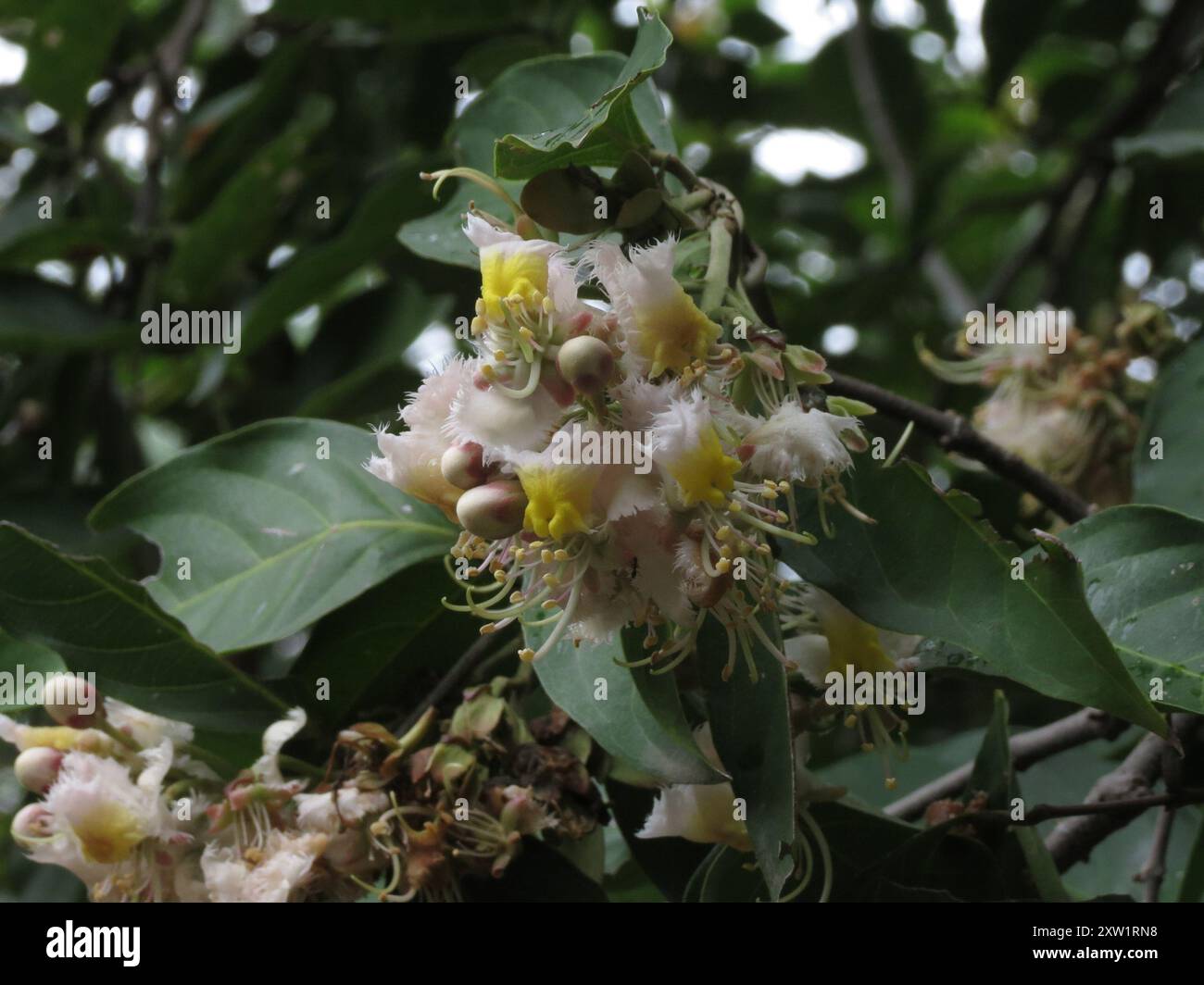 Hiptage (Hiptage benghalensis) Plantae Stock Photo - Alamy