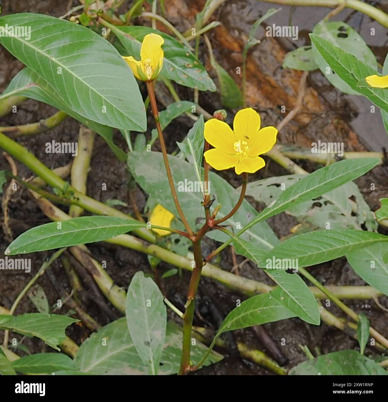 floating primrose-willow (Ludwigia peploides) Plantae Stock Photo - Alamy