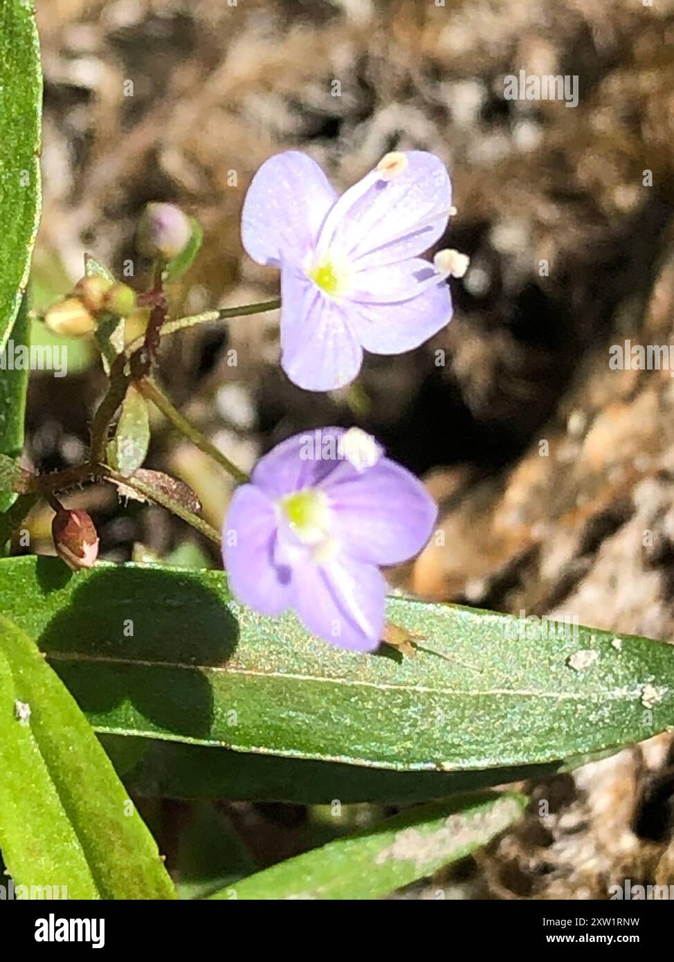 Marsh Speedwell (Veronica scutellata) Plantae Stock Photo - Alamy