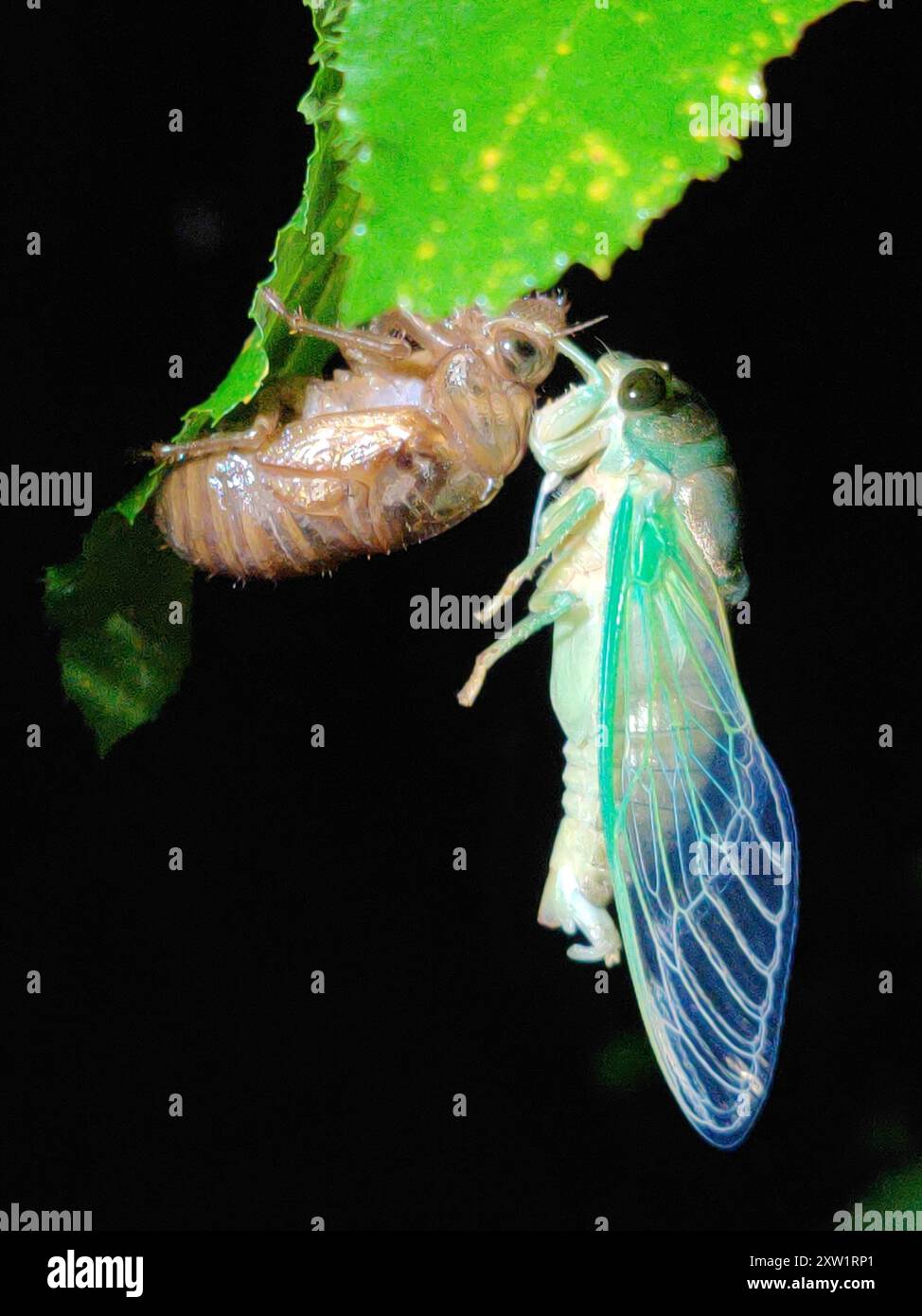 Southern Dusky-winged Cicada (Neotibicen tibicen australis) Insecta ...