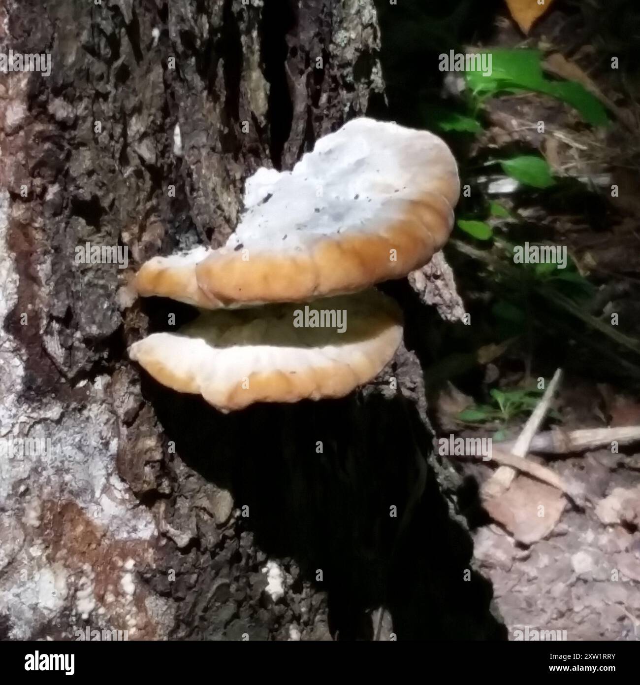 green cheese polypore (Fomitopsis spraguei) Fungi Stock Photo - Alamy