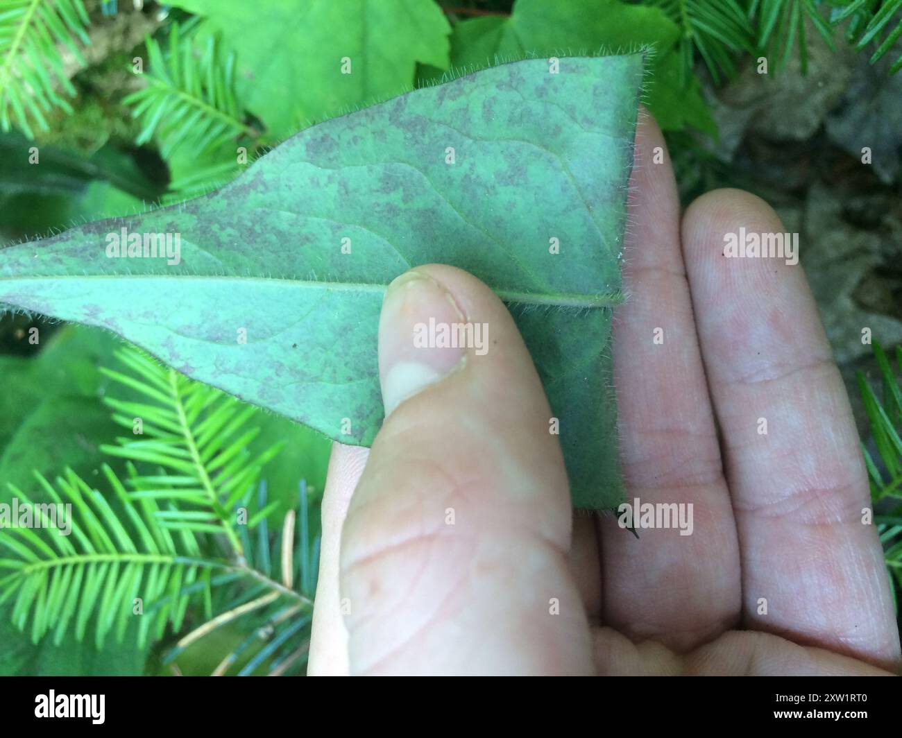 Spotted Hawkweed (Hieracium maculatum) Plantae Stock Photo - Alamy