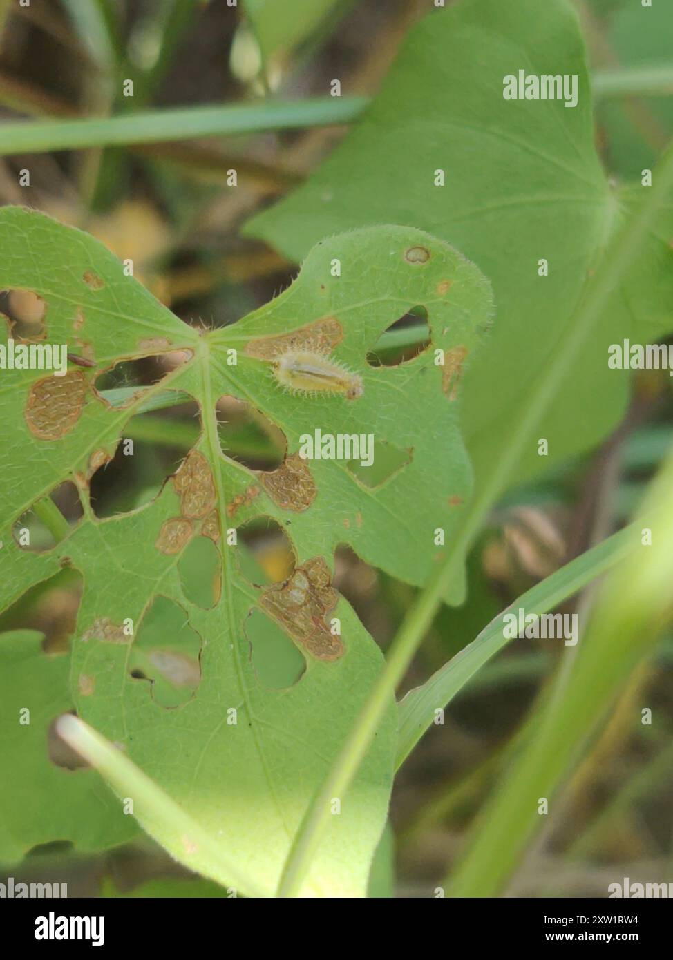Mottled Tortoise Beetle (Deloyala guttata) Insecta Stock Photo - Alamy