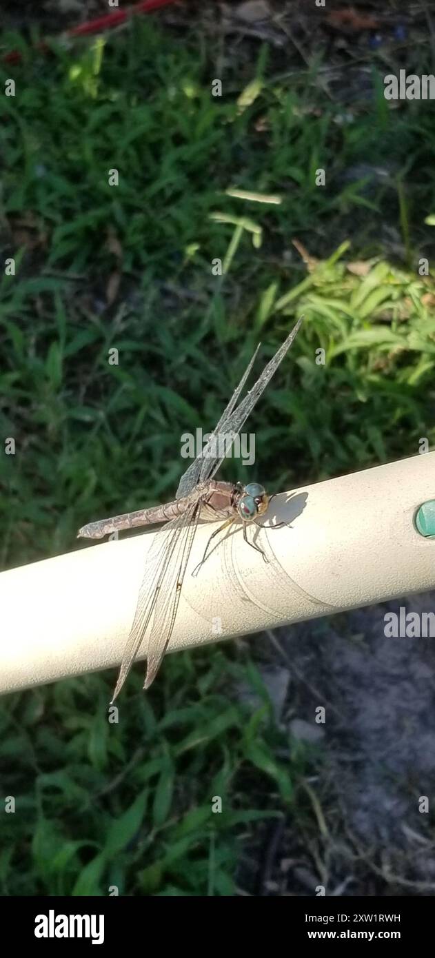 Great Blue Skimmer (Libellula vibrans) Insecta Stock Photo - Alamy