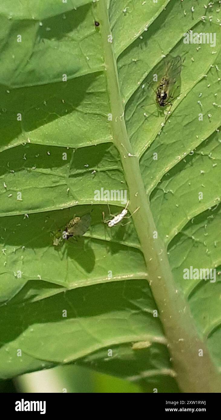 Aphids (Aphididae) Insecta Stock Photo - Alamy