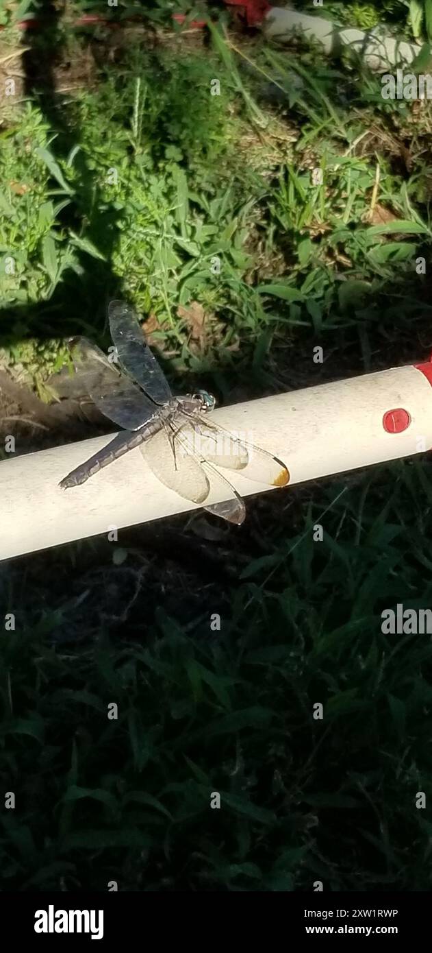 Great Blue Skimmer (Libellula vibrans) Insecta Stock Photo - Alamy