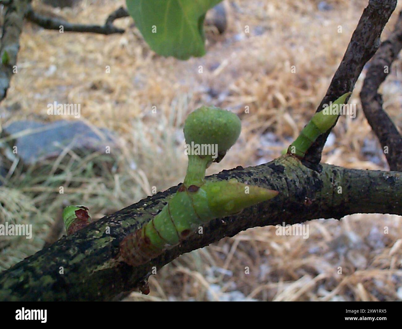 Large-leaved rock fig (Ficus abutilifolia) Plantae Stock Photo - Alamy