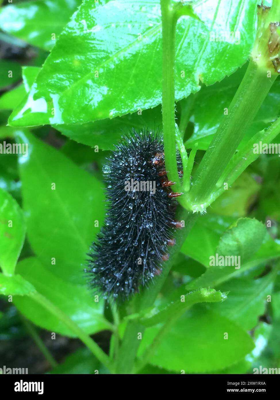 Giant Leopard Moth (Hypercompe scribonia) Insecta Stock Photo - Alamy