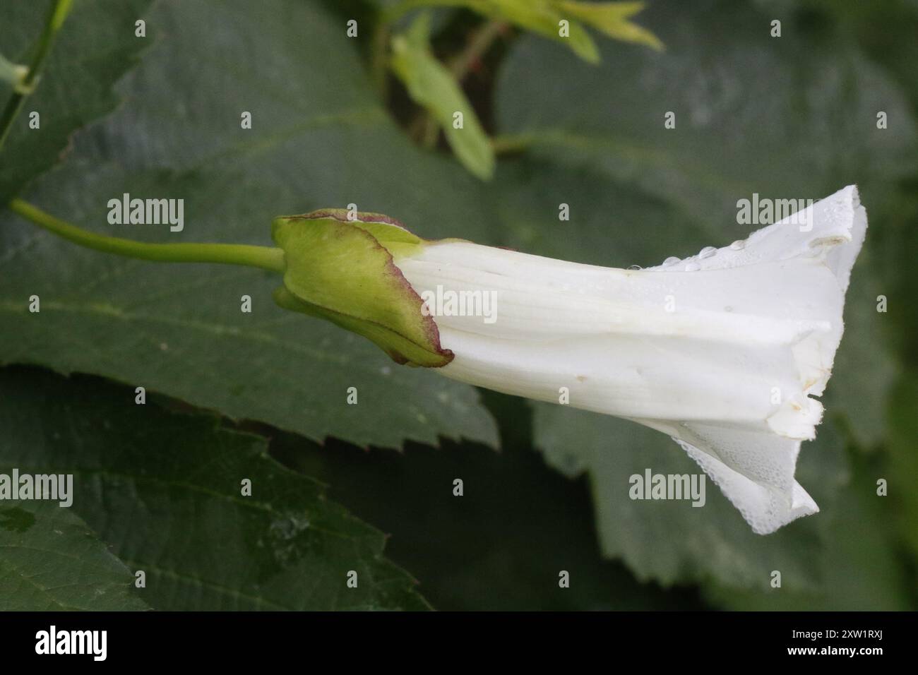 large bindweed (Calystegia silvatica) Plantae Stock Photo - Alamy