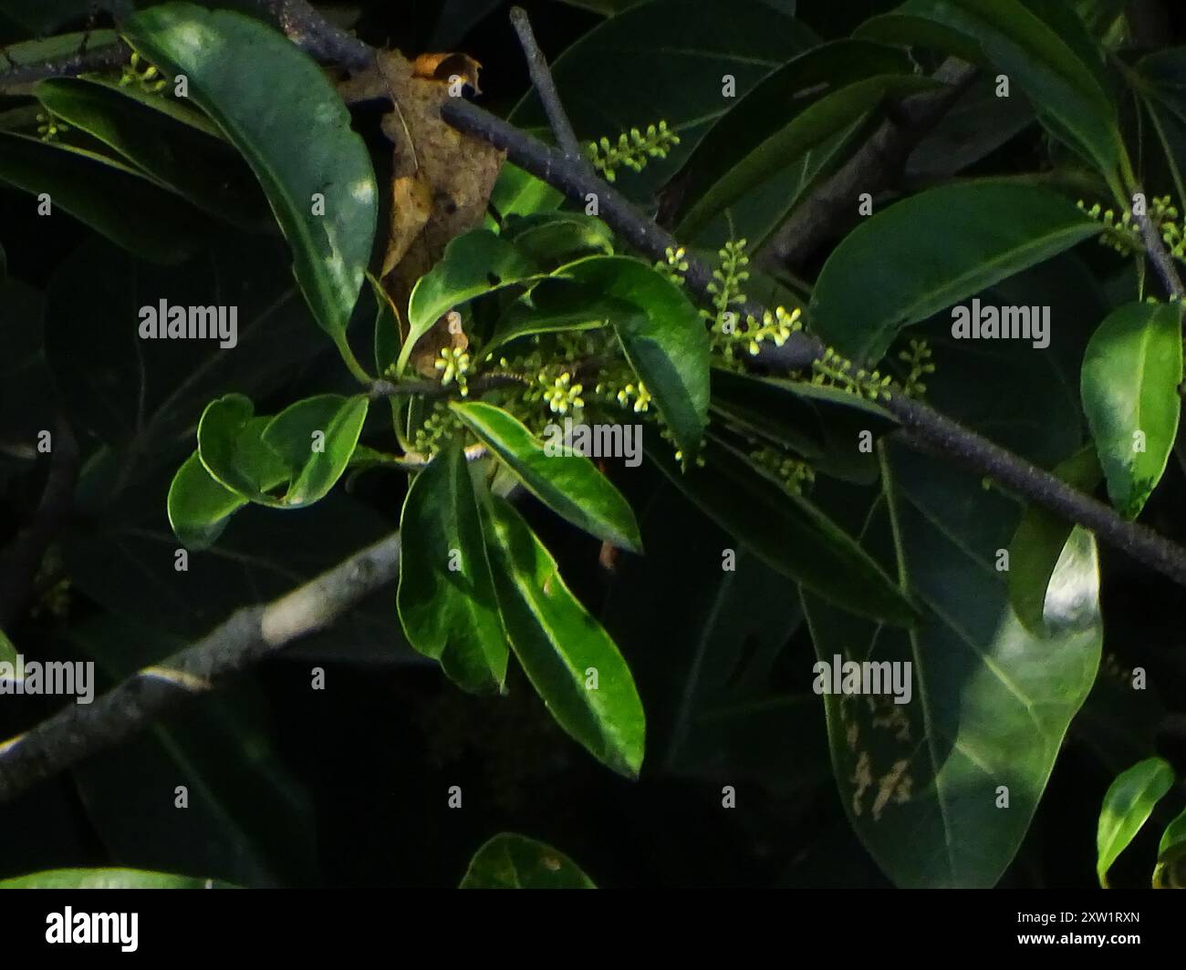 (Embelia drupacea) Plantae Stock Photo - Alamy