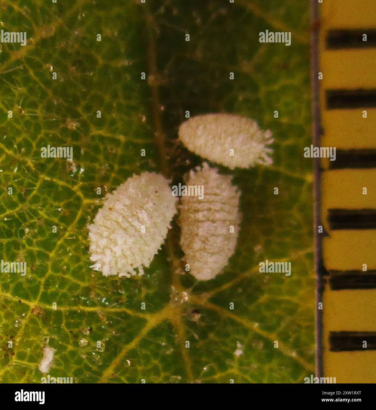 Scale Insects (Coccoidea) Insecta Stock Photo - Alamy