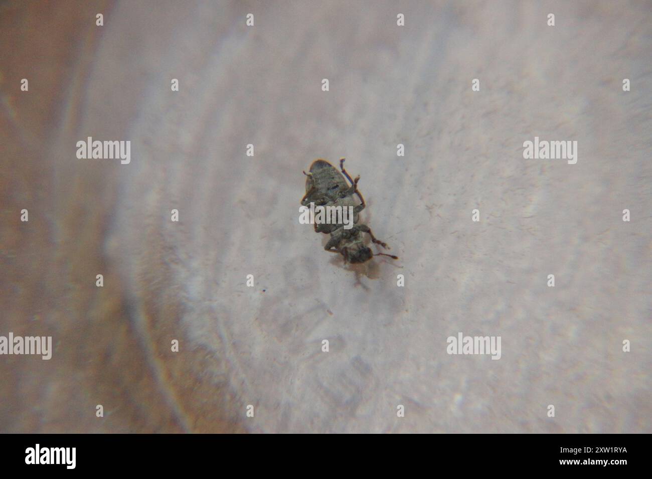 Clover root weevil (Sitona lepidus) Insecta Stock Photo - Alamy