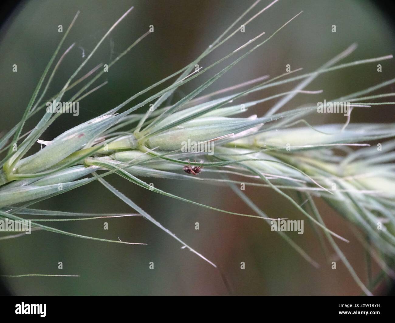 Wild Ryes and Wheatgrasses (Elymus) Plantae Stock Photo - Alamy