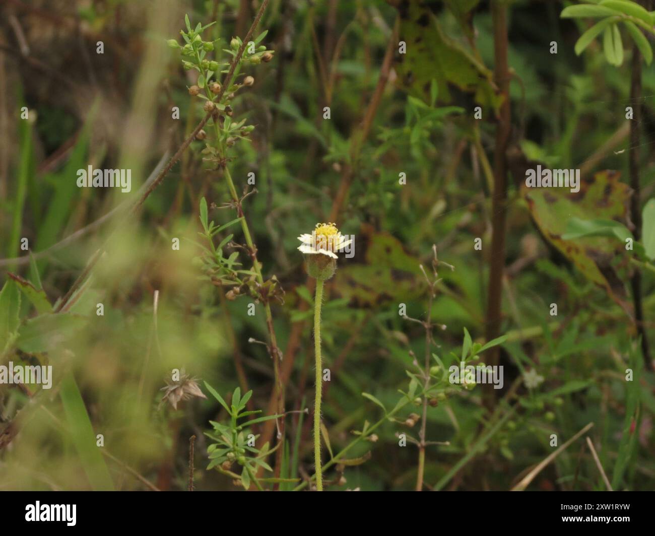 Tridax daisy (Tridax procumbens) Plantae Stock Photo - Alamy