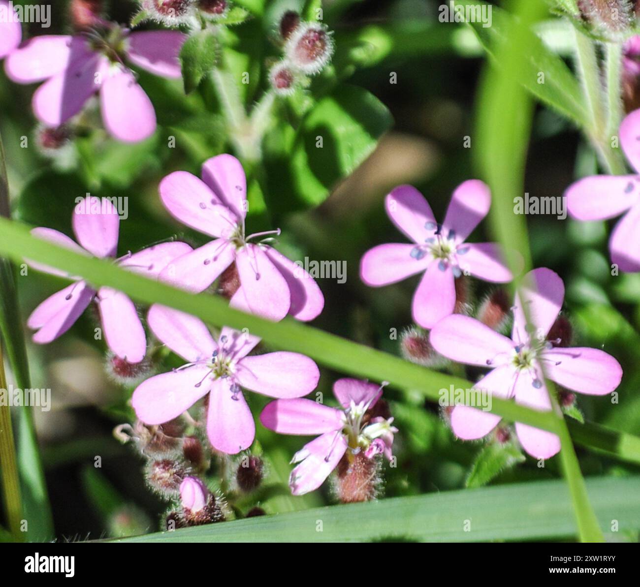Rock Soapwort (Saponaria ocymoides) Plantae Stock Photo - Alamy