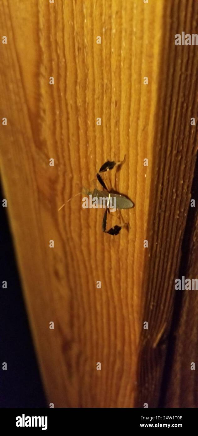 Eastern Leaf-footed Bug (Leptoglossus phyllopus) Insecta Stock Photo ...