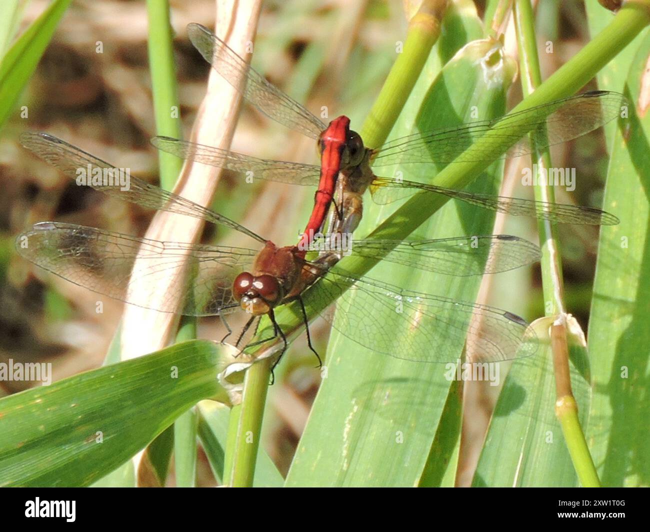 Meadowhawks (Sympetrum) Insecta Stock Photo - Alamy