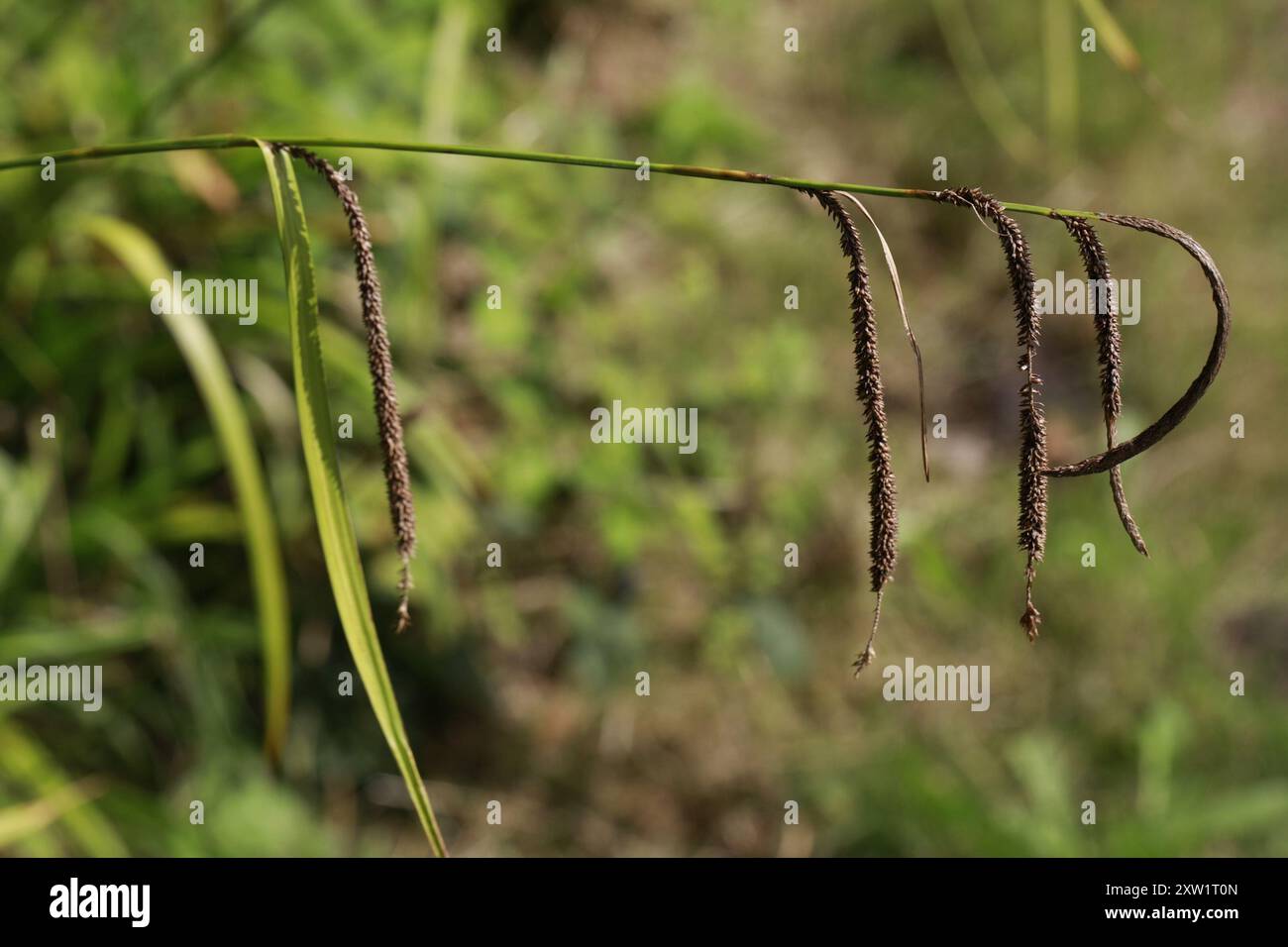 Hanging sedge (Carex pendula) Plantae Stock Photo - Alamy