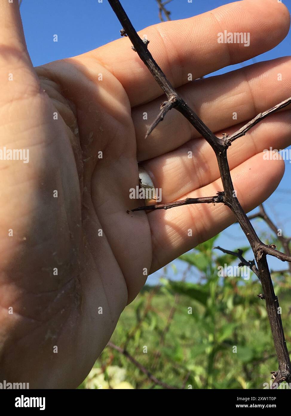 Chickasaw plum (Prunus angustifolia) Plantae Stock Photo - Alamy