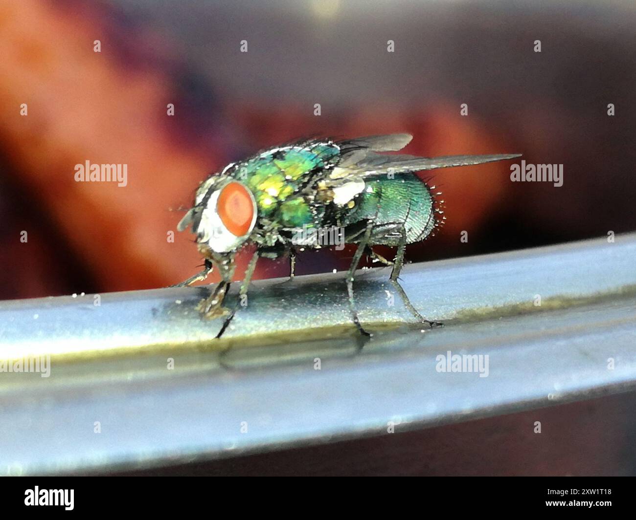 Greenbottle Flies (Lucilia) Insecta Stock Photo - Alamy