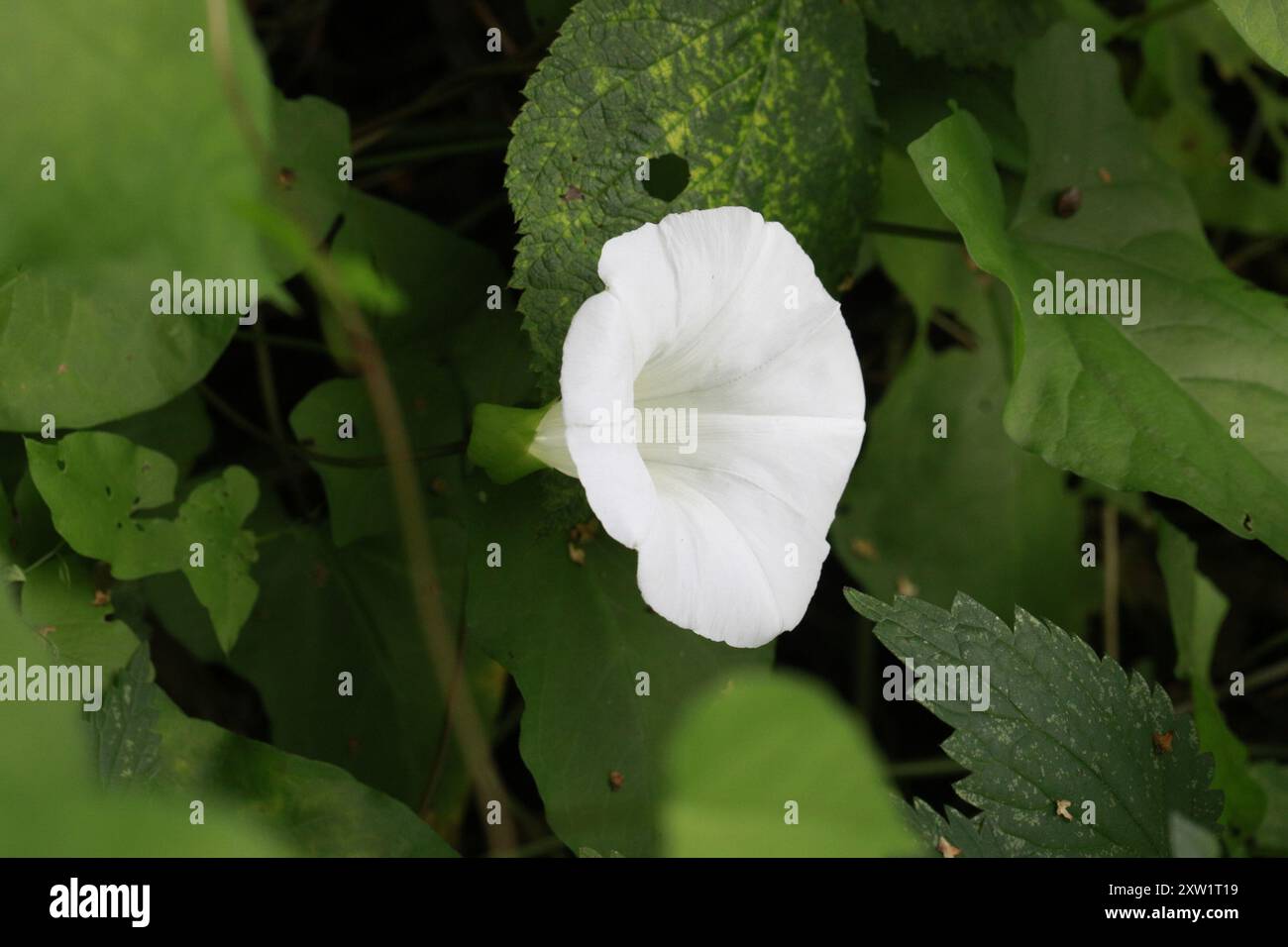 large bindweed (Calystegia silvatica) Plantae Stock Photo - Alamy