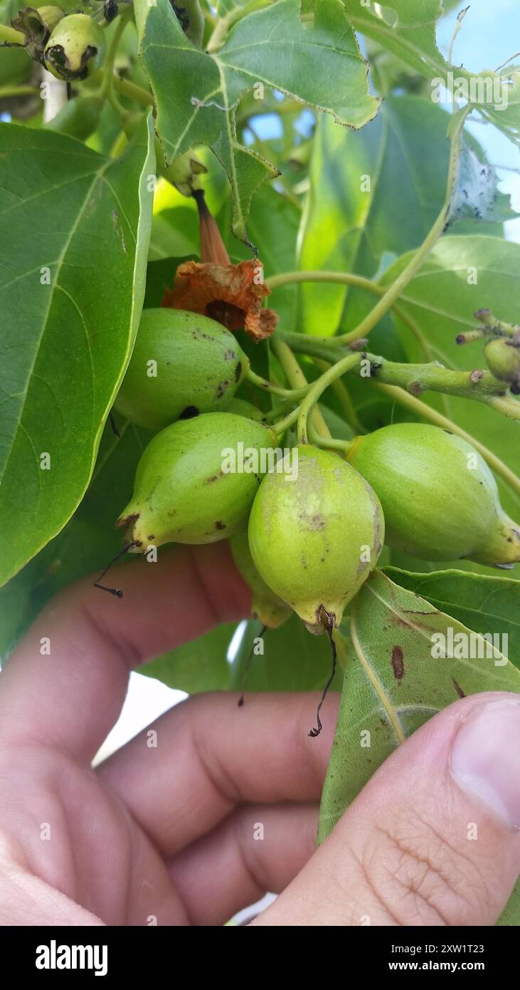 Kerosene Tree (Cordia subcordata) Plantae Stock Photo - Alamy