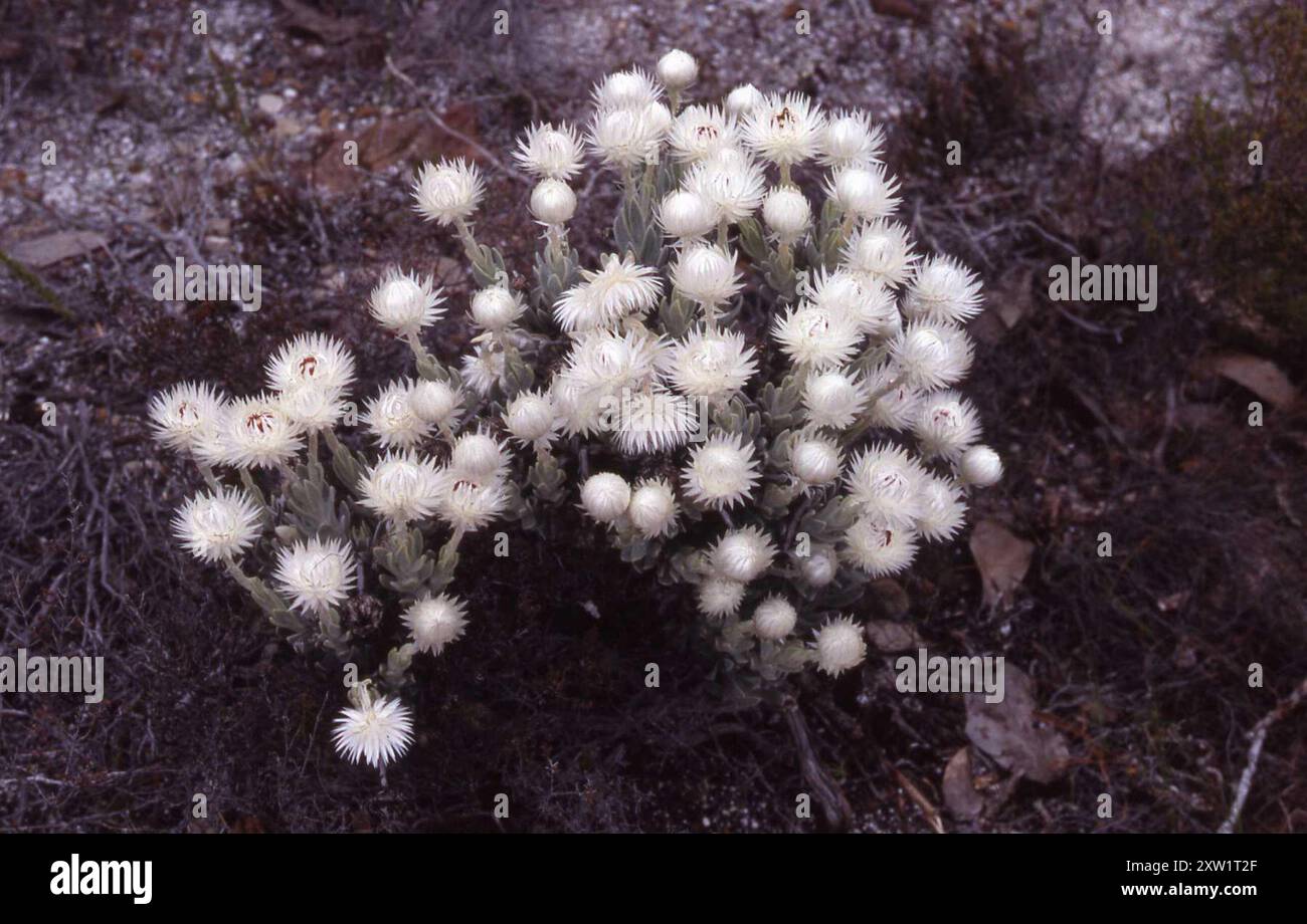 Cape Snow (Syncarpha vestita) Plantae Stock Photo - Alamy