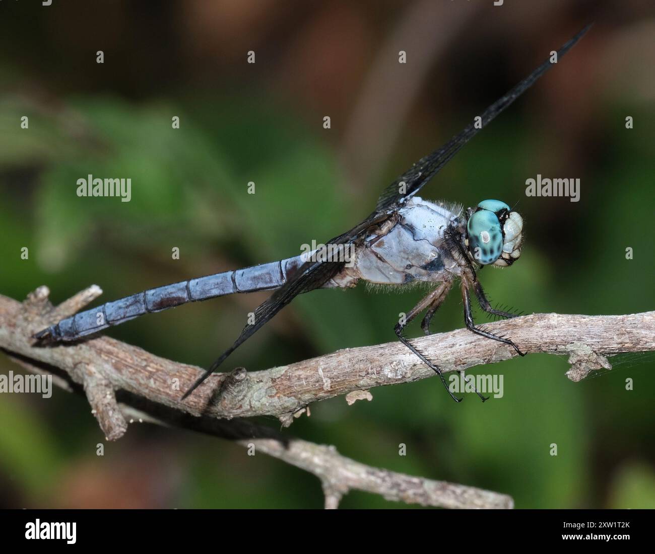 Great Blue Skimmer (Libellula vibrans) Insecta Stock Photo - Alamy
