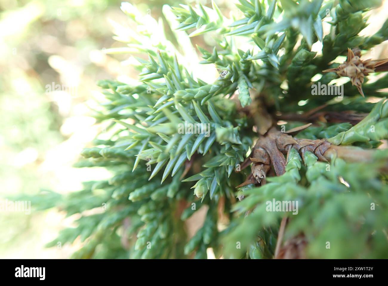 Seaside Juniper (Juniperus maritima) Plantae Stock Photo - Alamy