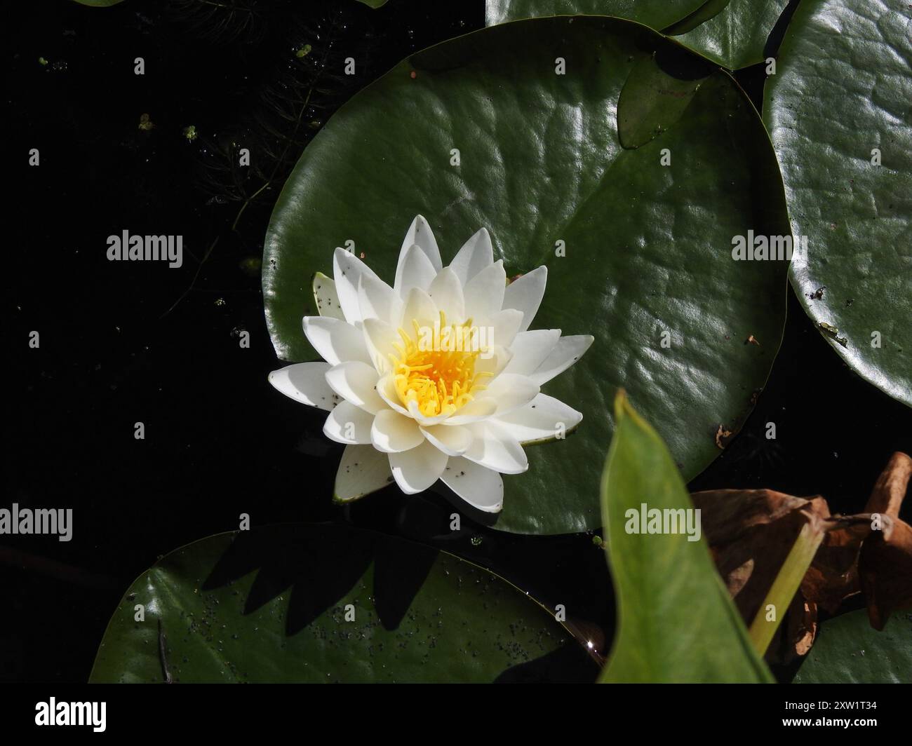 American white waterlily (Nymphaea odorata) Plantae Stock Photo - Alamy