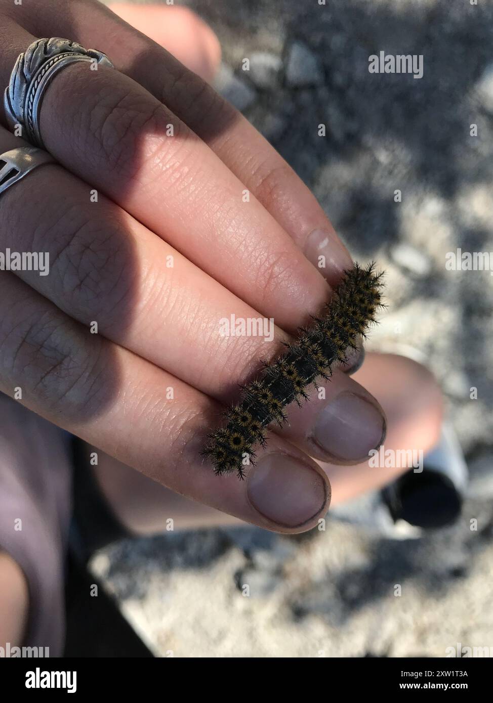 Western Sheep Moth (Hemileuca eglanterina) Insecta Stock Photo - Alamy