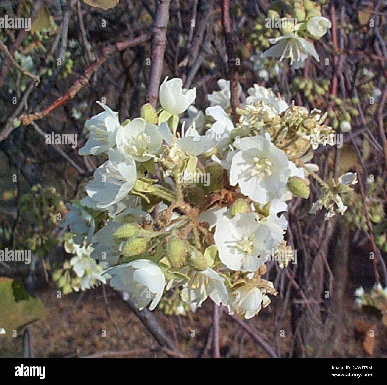 South African Wild Pear (Dombeya rotundifolia) Plantae Stock Photo - Alamy