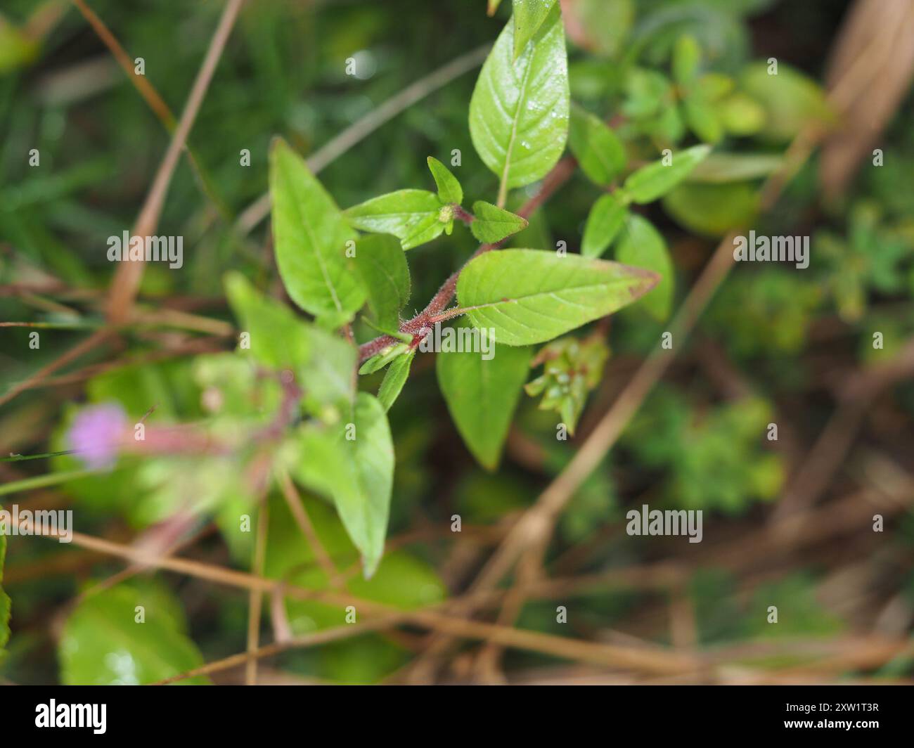 blue waxweed (Cuphea viscosissima) Plantae Stock Photo - Alamy