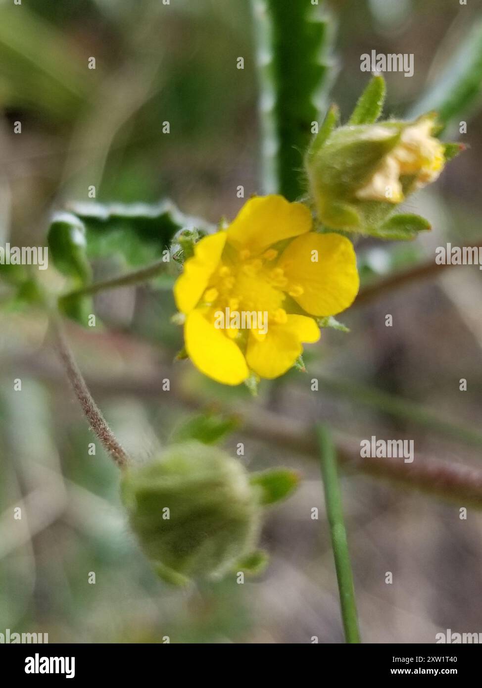 slender cinquefoil (Potentilla gracilis) Plantae Stock Photo - Alamy