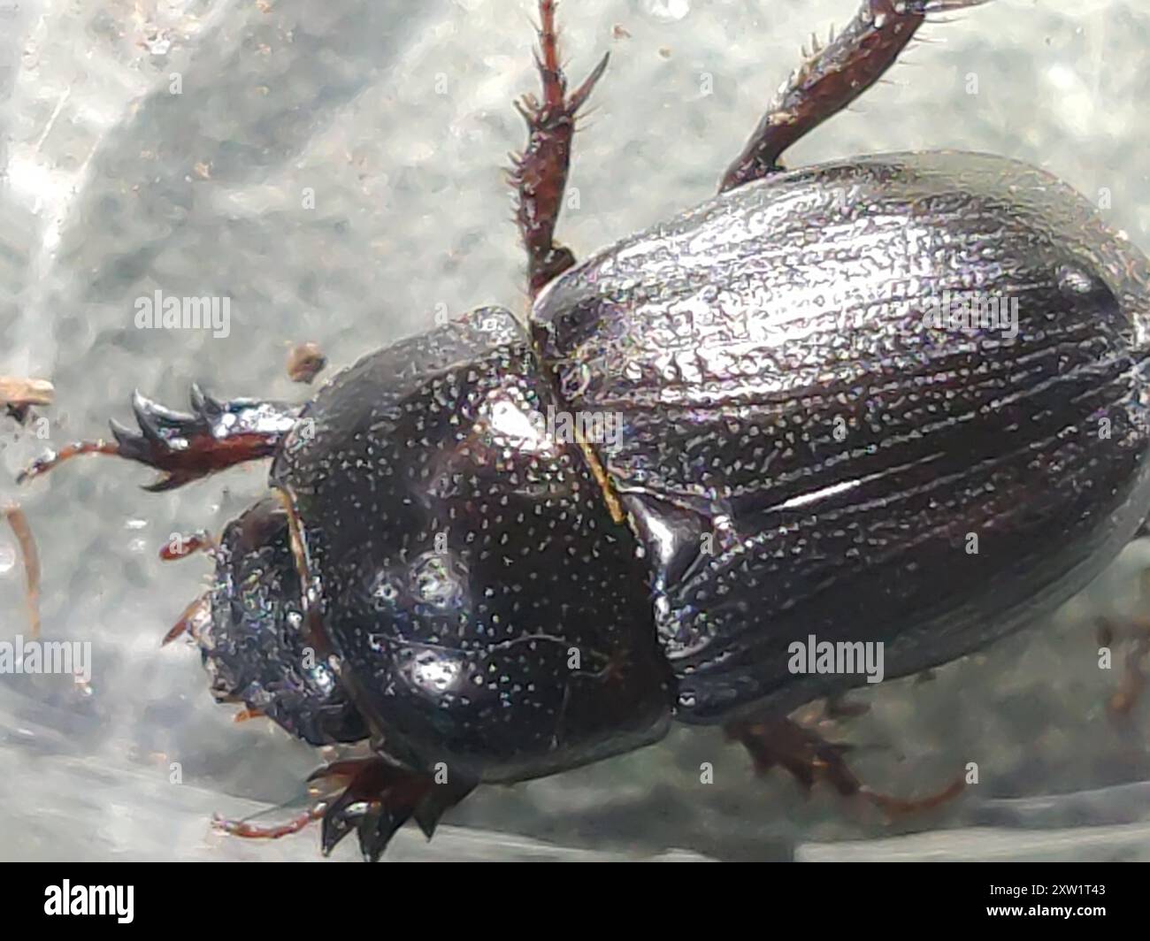 Sugarcane Beetle (Euetheola humilis) Insecta Stock Photo - Alamy
