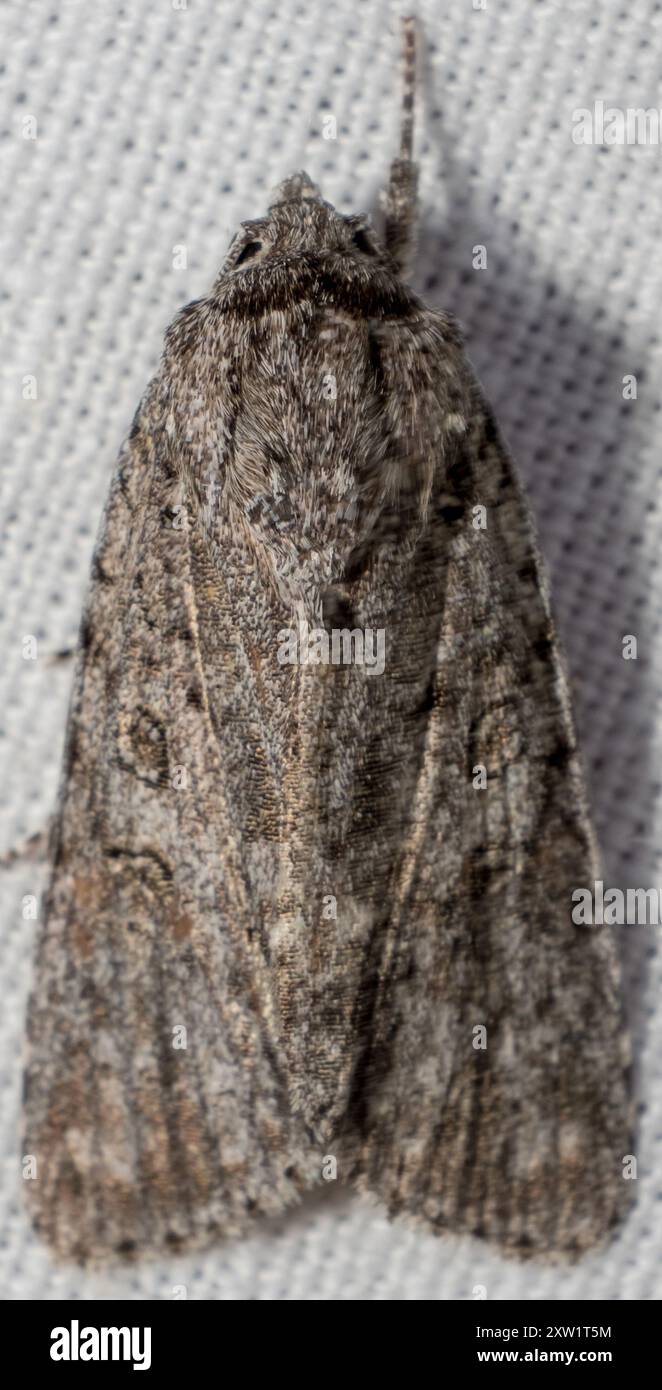 Hesitant Dagger (Acronicta modica) Insecta Stock Photo - Alamy