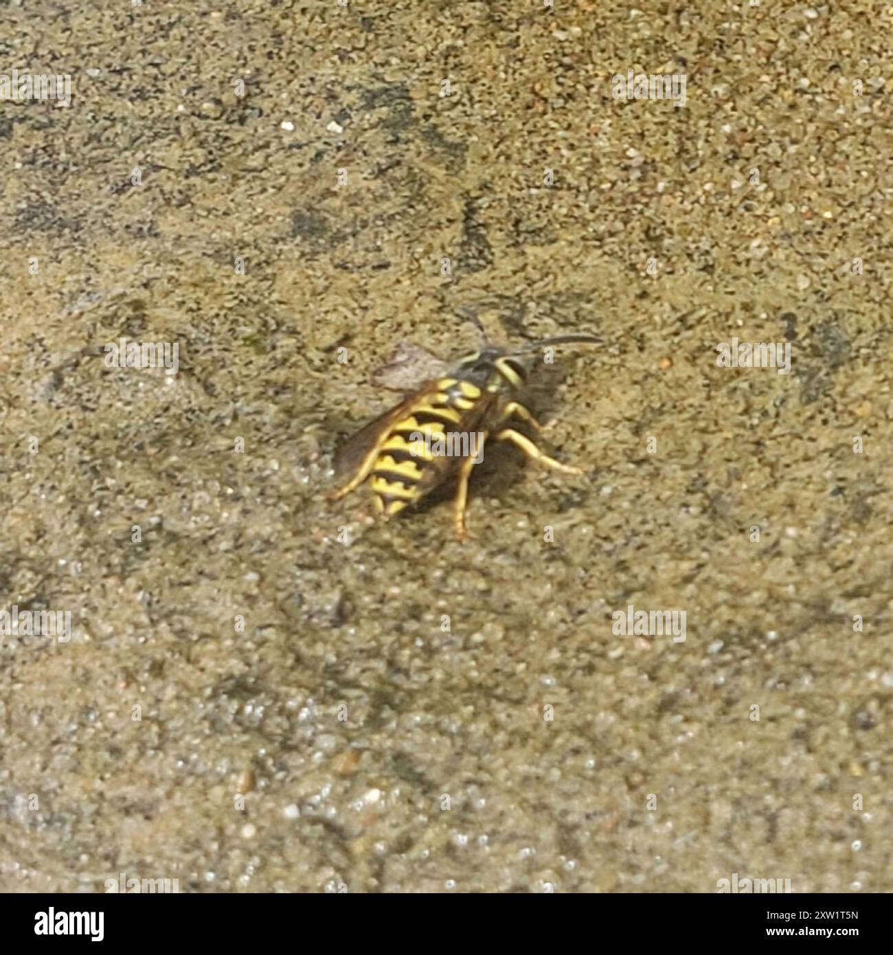 Western Yellowjacket (Vespula pensylvanica) Insecta Stock Photo - Alamy