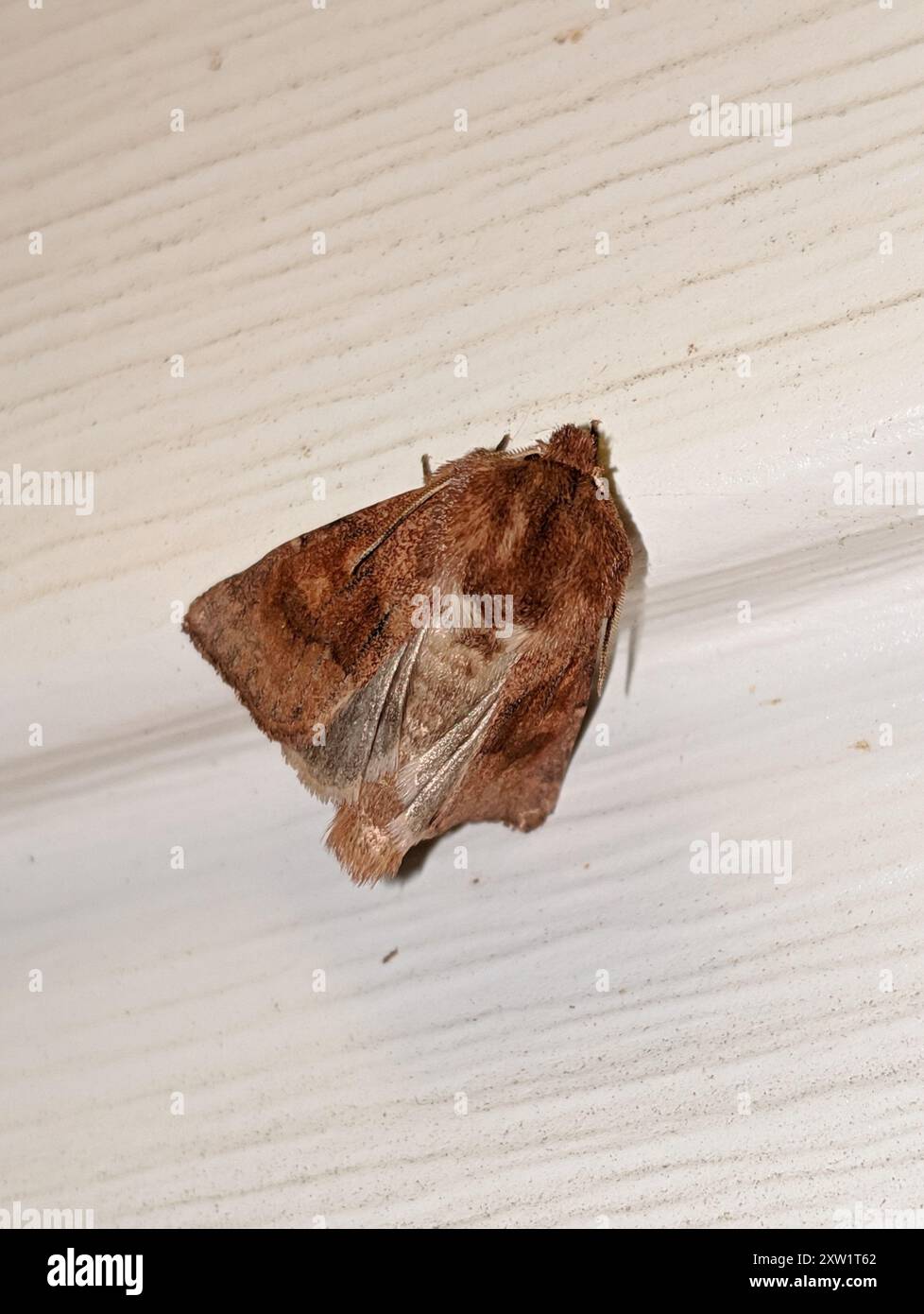 Bronzed Cutworm Moth (Nephelodes minians) Insecta Stock Photo - Alamy