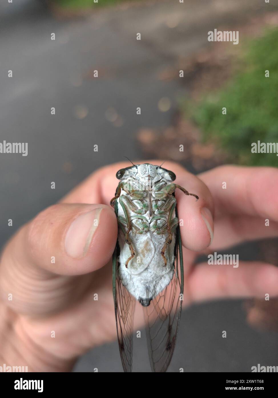 Southern Dusky-winged Cicada (Neotibicen tibicen australis) Insecta ...