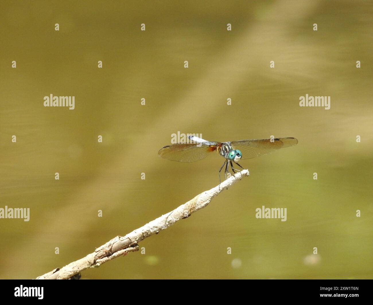 Blue Dasher (Pachydiplax longipennis) Insecta Stock Photo - Alamy