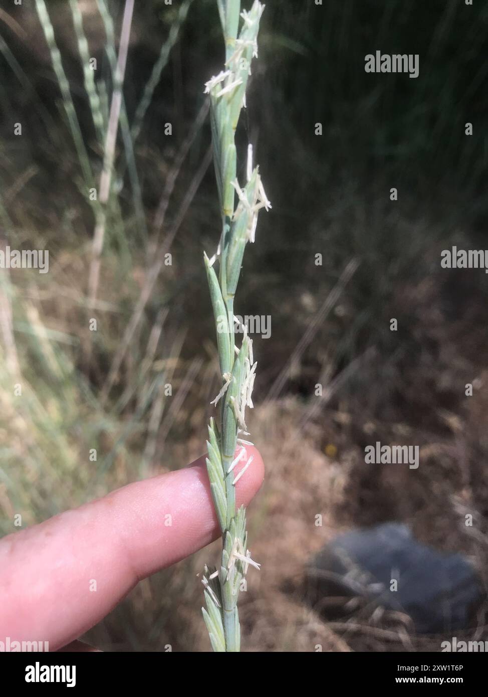 grasses (Poaceae) Plantae Stock Photo - Alamy