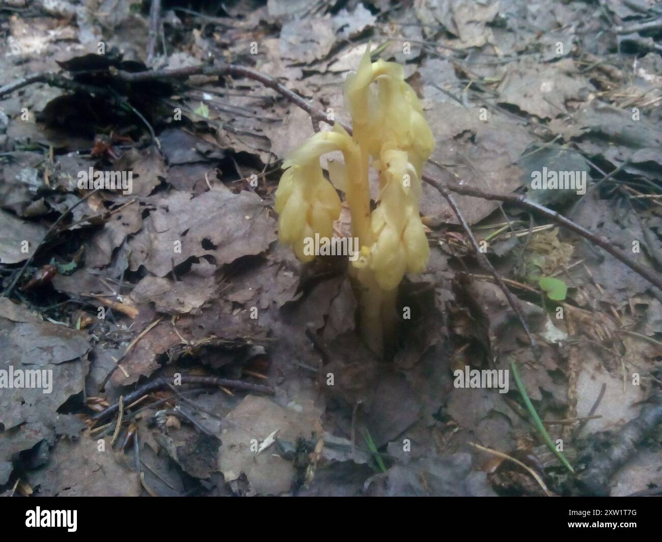 pinesap (Monotropa hypopitys) Plantae Stock Photo - Alamy