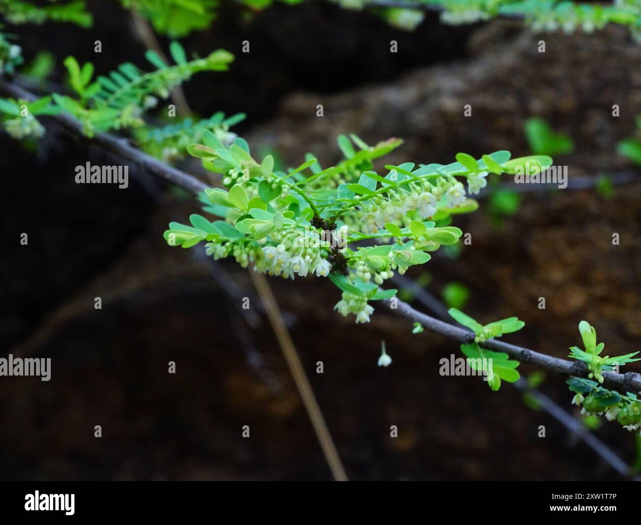 (Phyllanthus polyphyllus) Plantae Stock Photo - Alamy