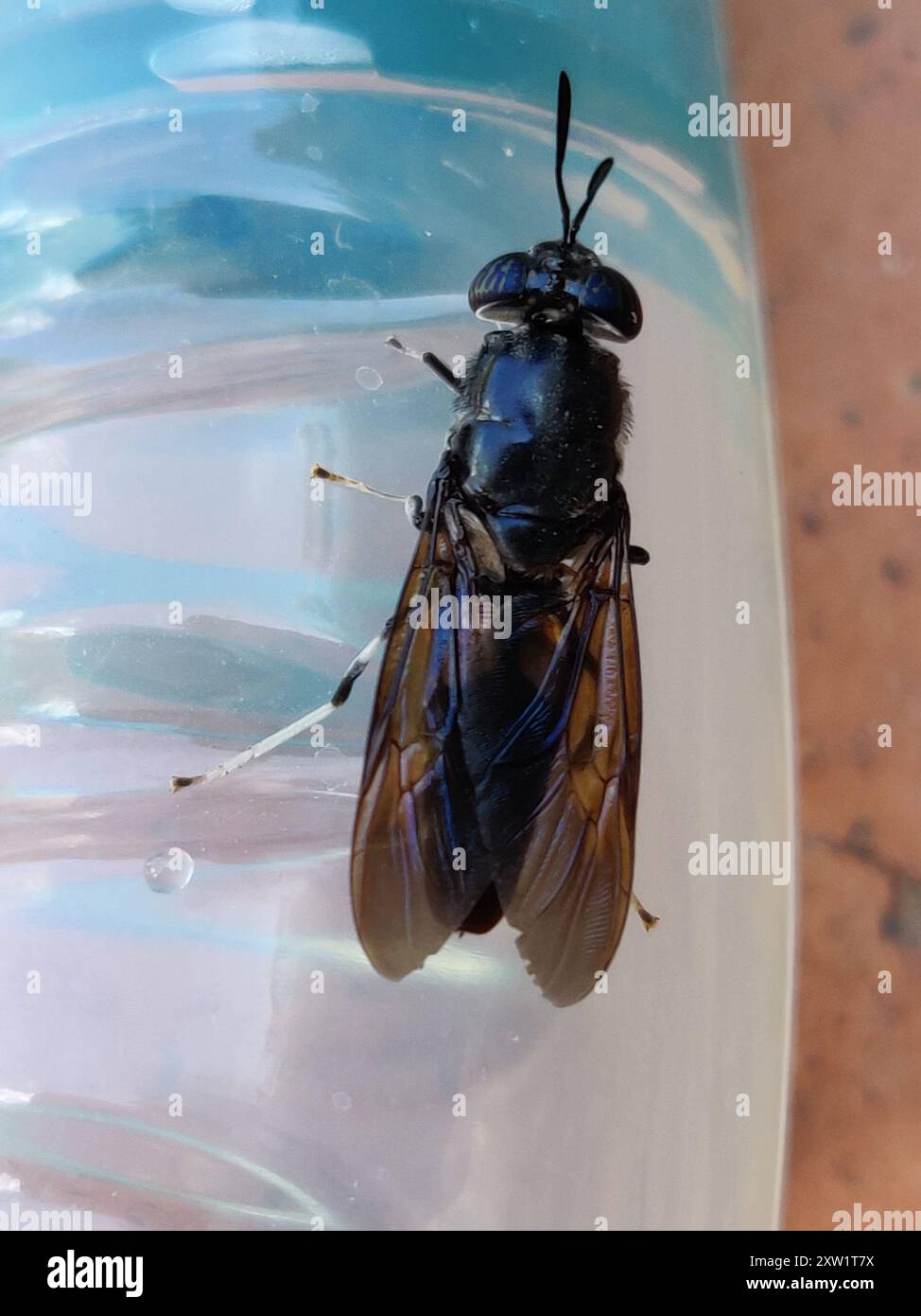 Black Soldier Fly (Hermetia illucens) Insecta Stock Photo - Alamy