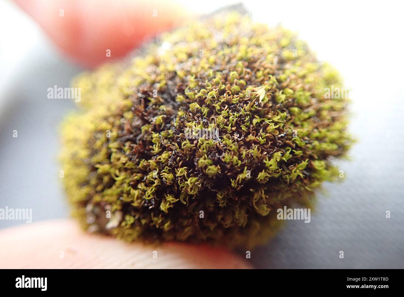 joint-toothed mosses (Bryopsida) Plantae Stock Photo - Alamy