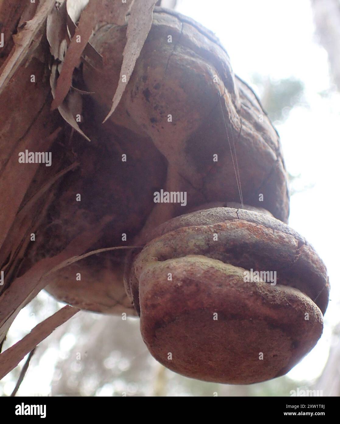 southern bracket (Ganoderma australe) Fungi Stock Photo - Alamy