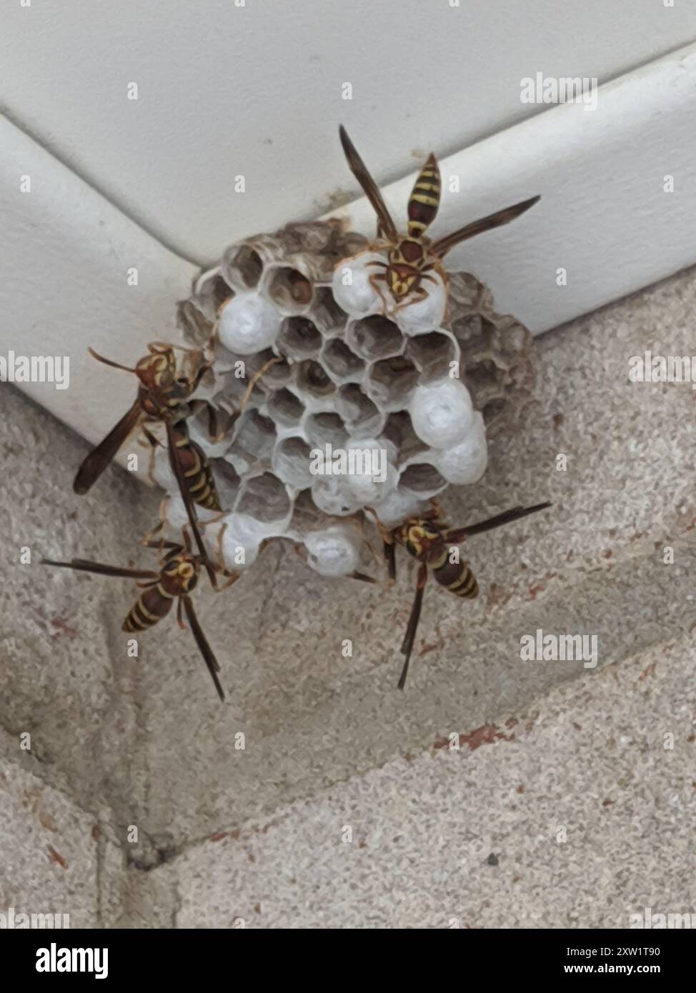 Guinea Paper Wasp (Polistes exclamans) Insecta Stock Photo - Alamy