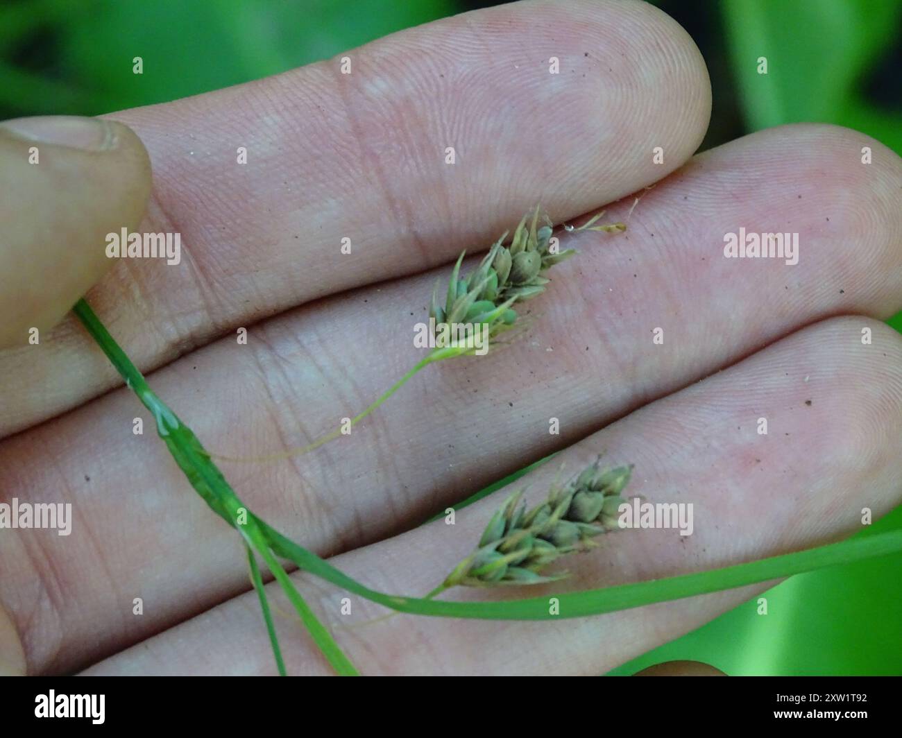 Tall Bog-sedge (Carex magellanica) Plantae Stock Photo - Alamy